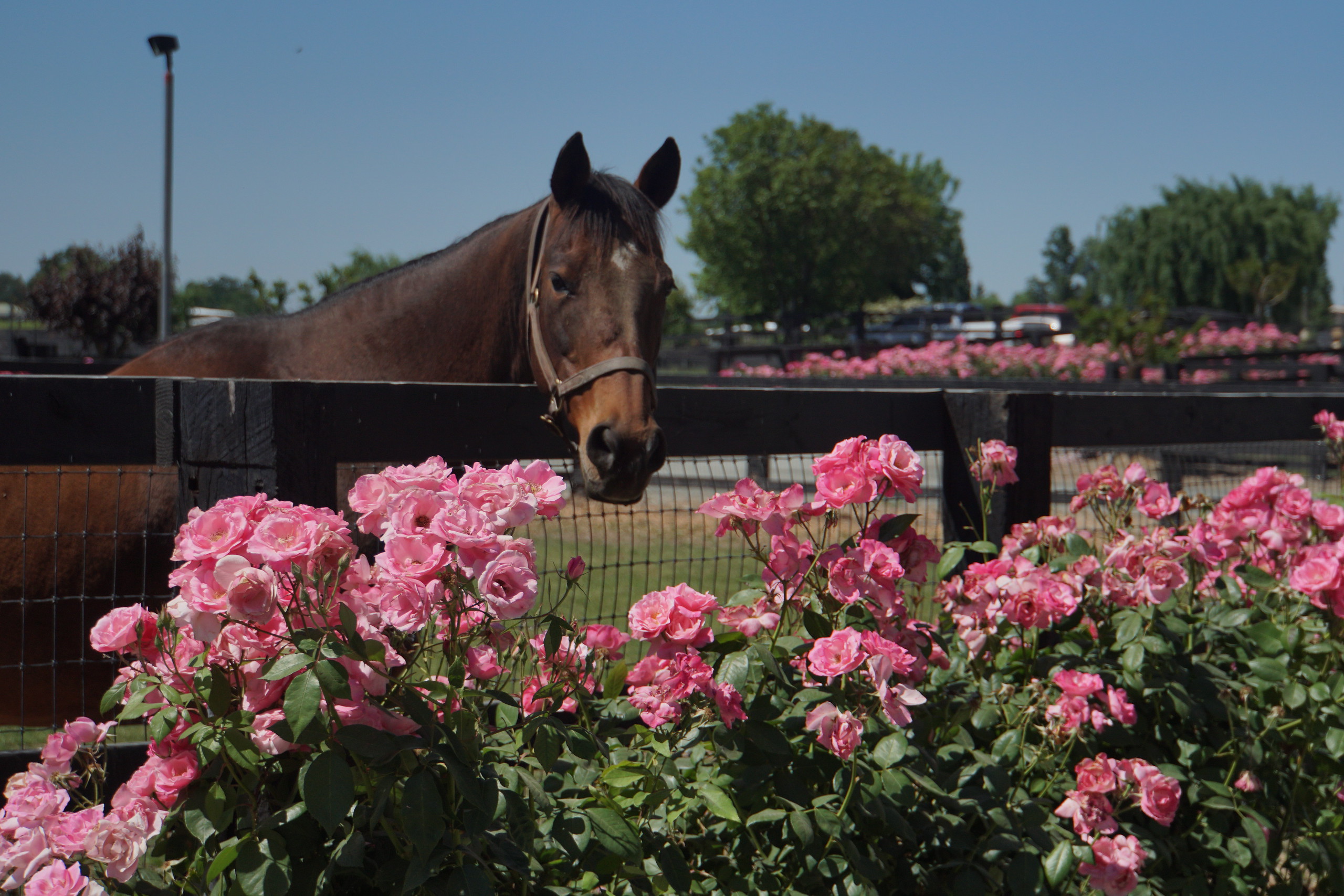 Welcome to Legacy Ranch